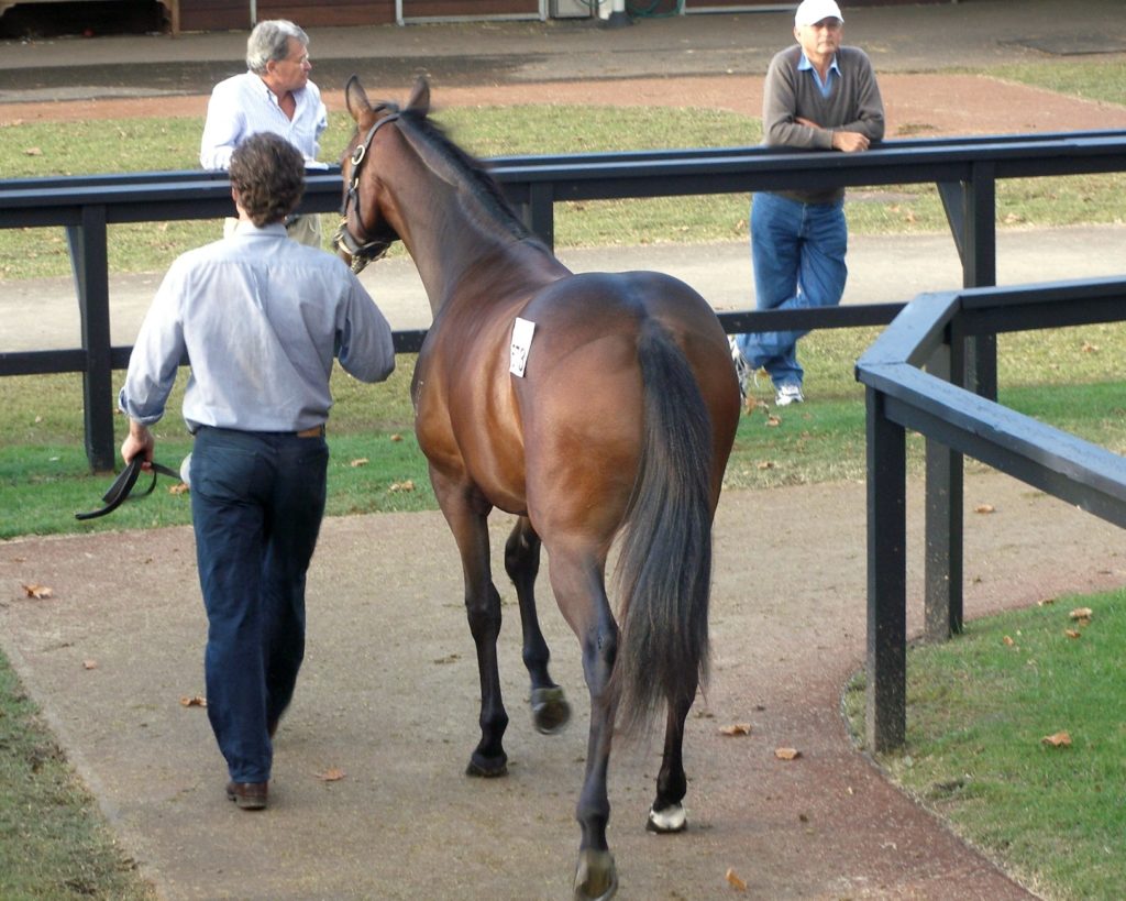 What Should You Know about Agents in Equine Transactions - Los Angeles ...